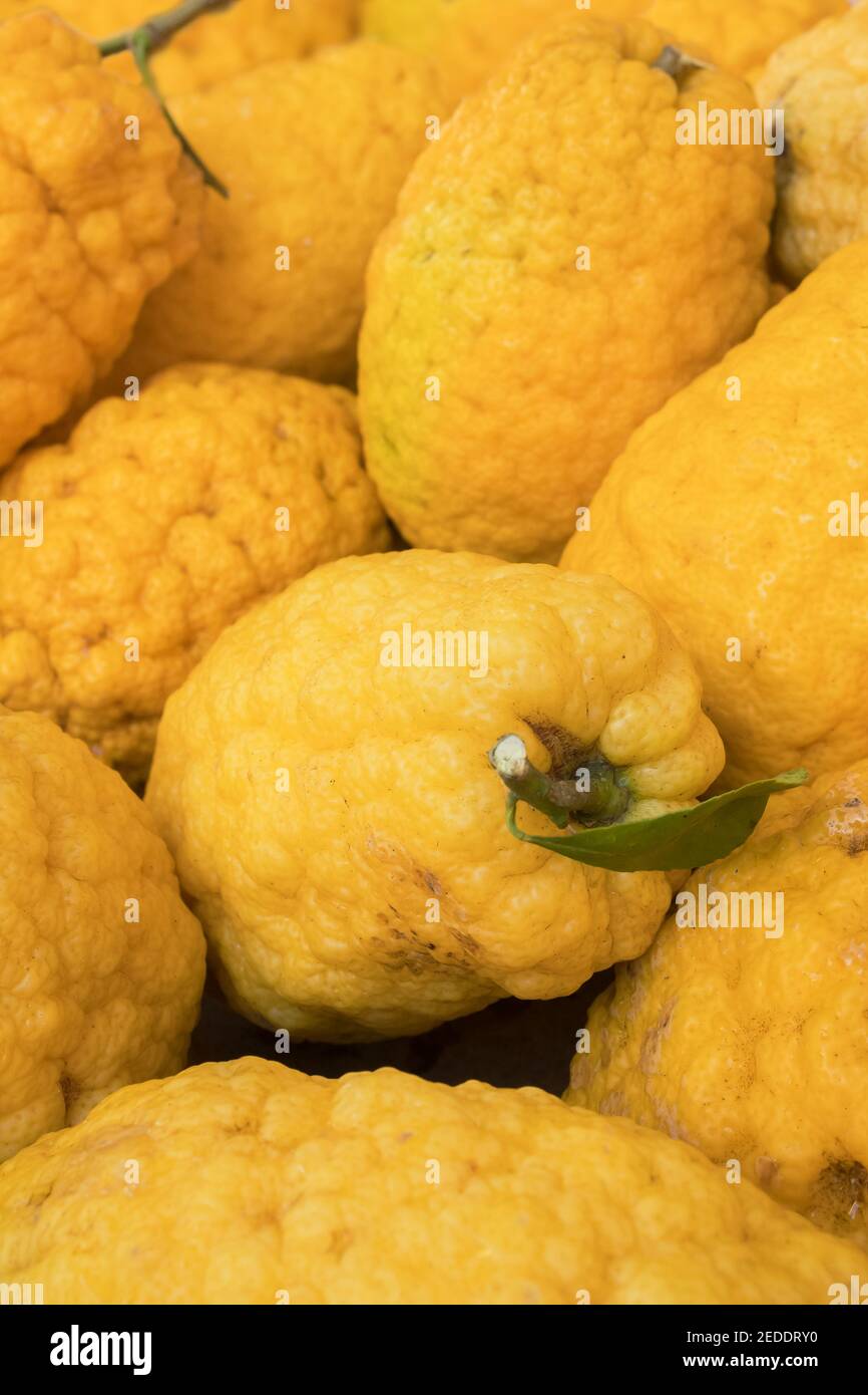Cedro citrons citrus fruits close-up at farmers market in Sicily Stock ...