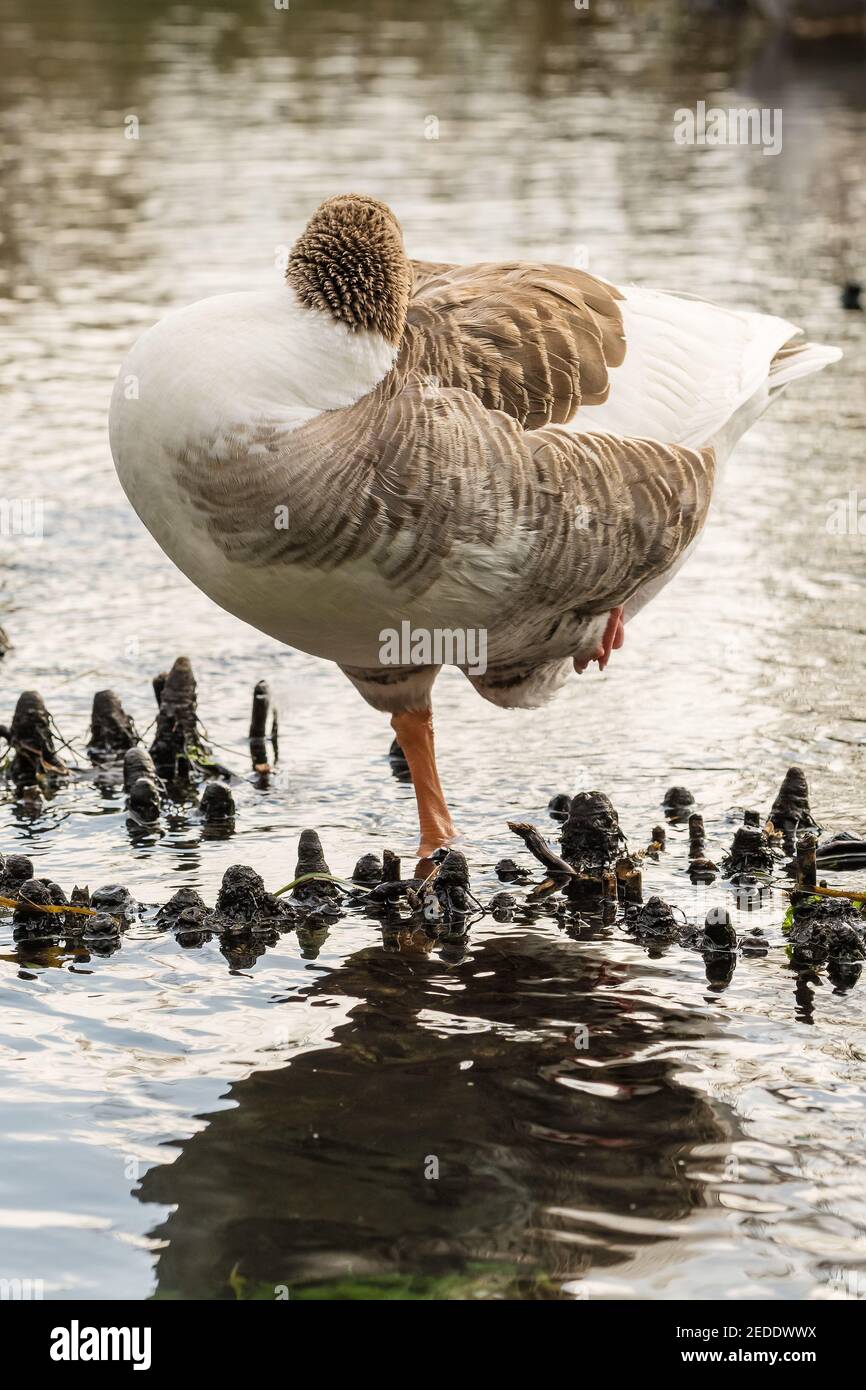 Greylag goose standing on one leg and sleeping Stock Photo - Alamy