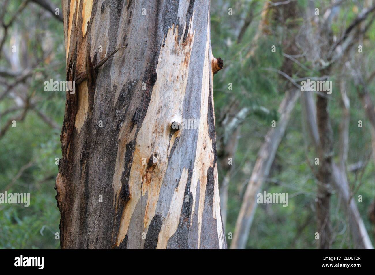 The trunk of a Grey Gum (Eucalyptus punctata) eucalypt tree in NSW ...