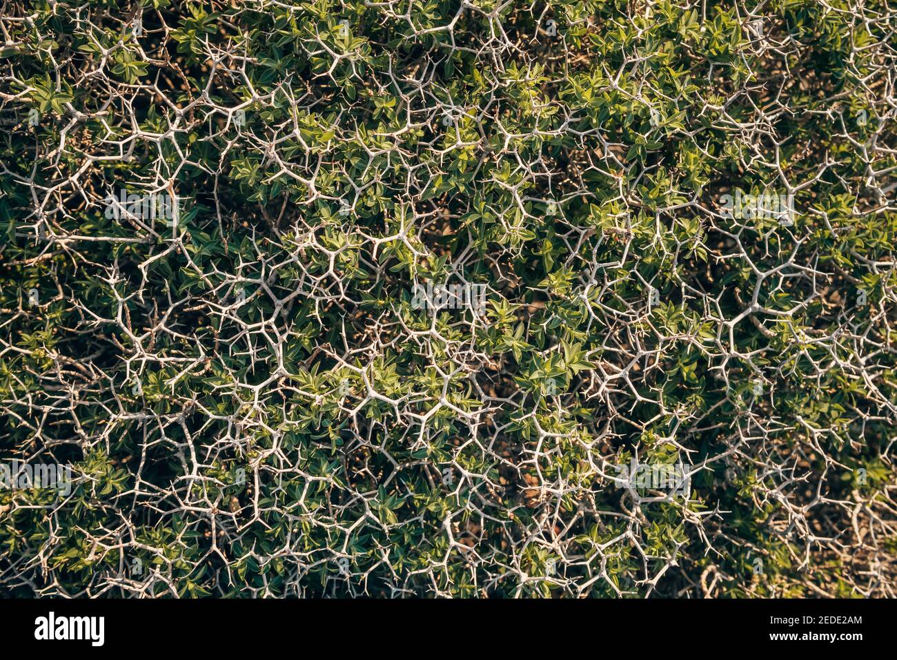 Spiny burnet or Sarcopoterium spinosum is a flowering perennial bush ...