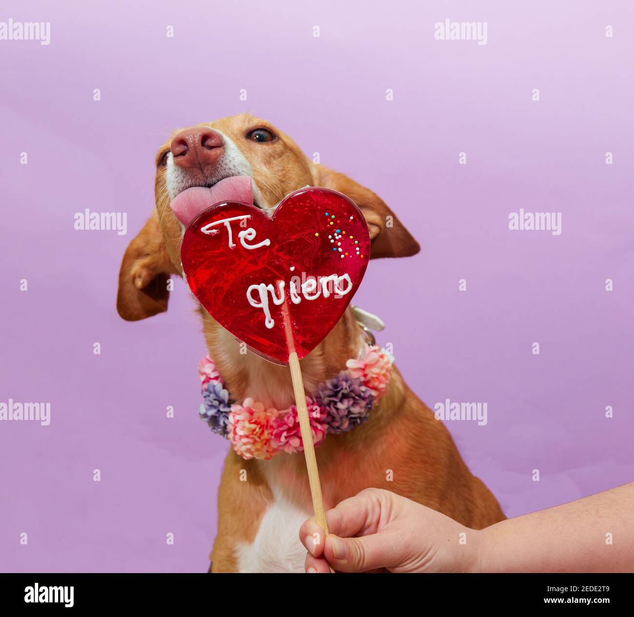 podenco dog with a heart lollipop that says I love you, for valentine ...