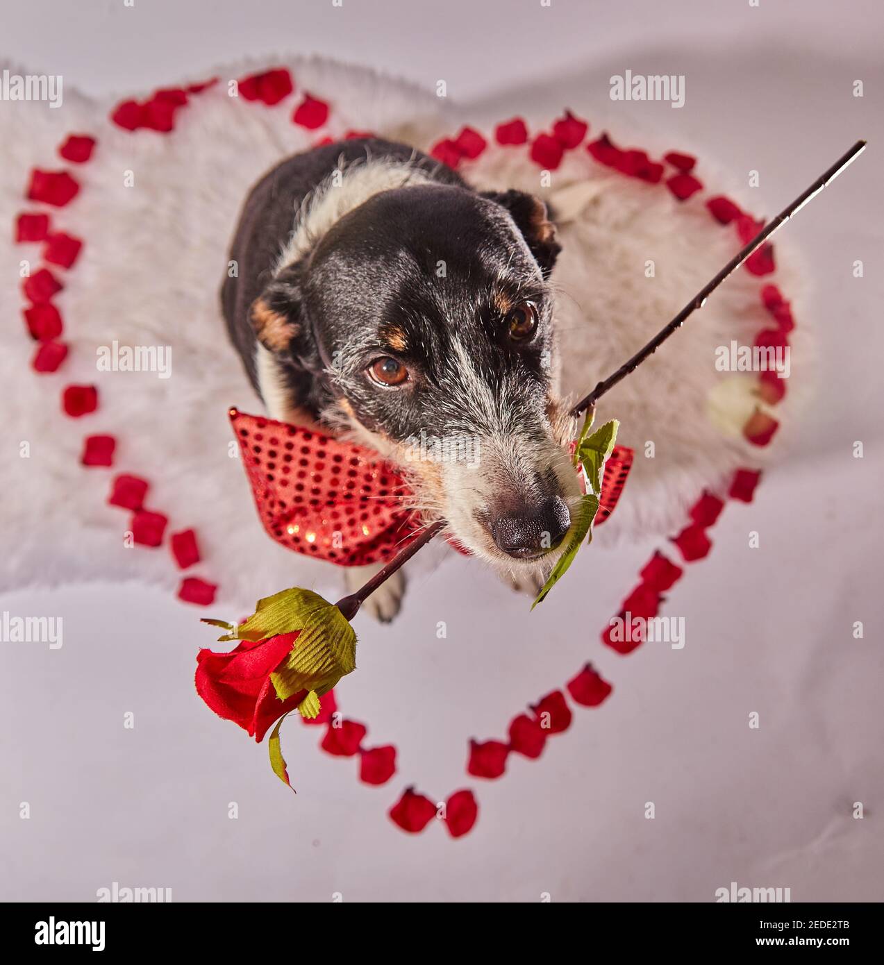 dog with a rose in his mouth and a heart of rose petals showing his ...