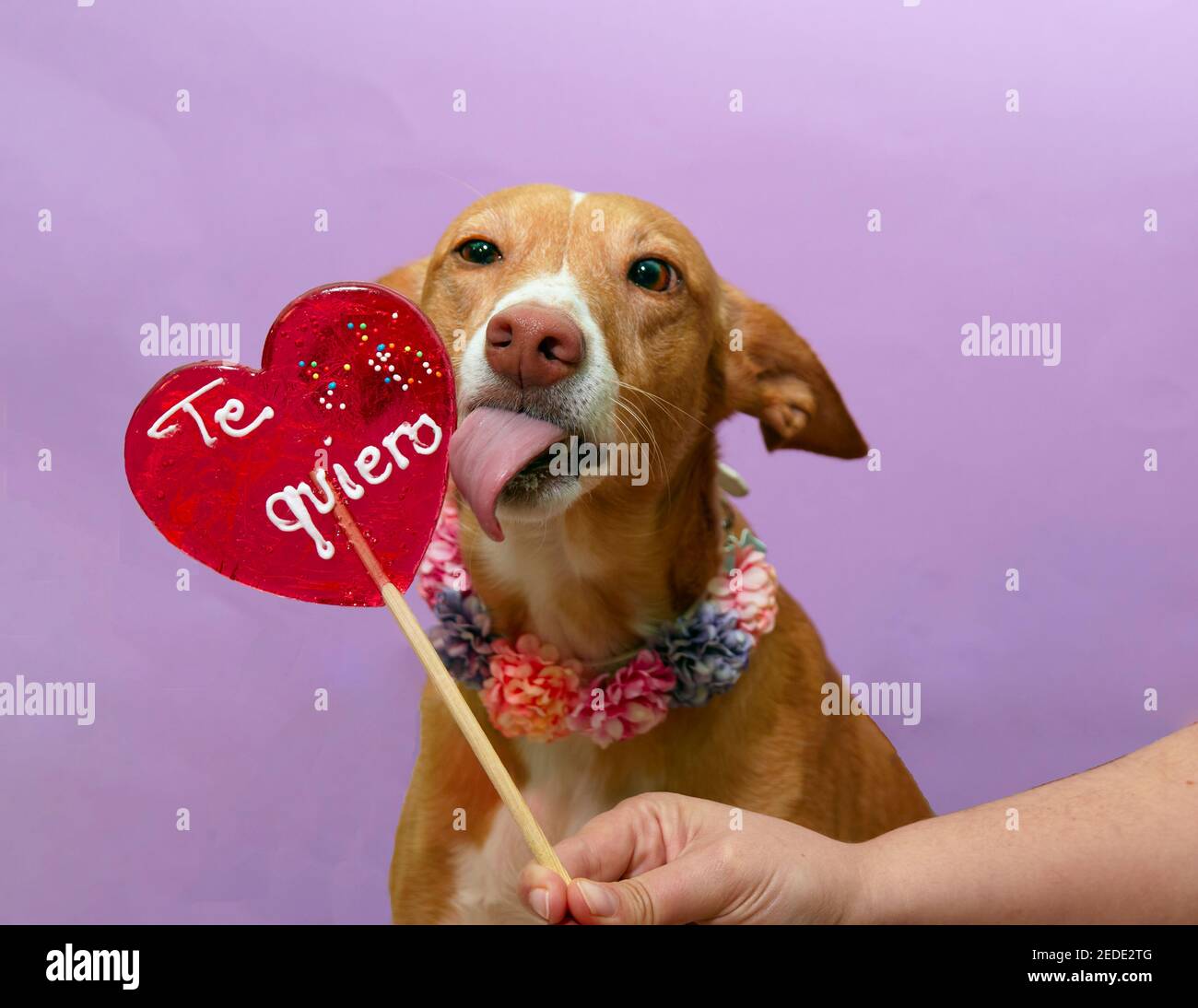 podenco dog with a heart lollipop that says I love you, for valentine ...