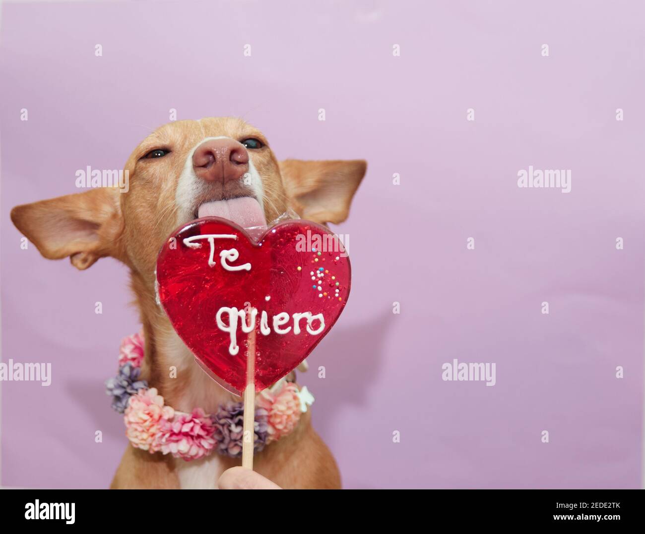 podenco dog with a heart lollipop that says I love you, for valentine ...