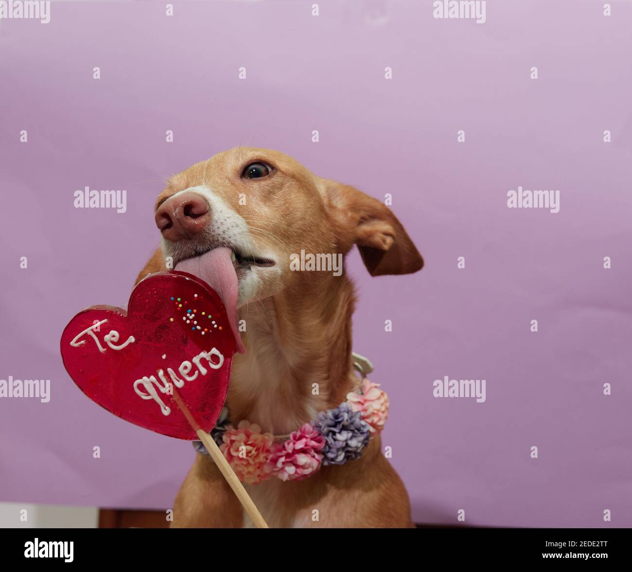 podenco dog with a heart lollipop that says I love you, for valentine ...