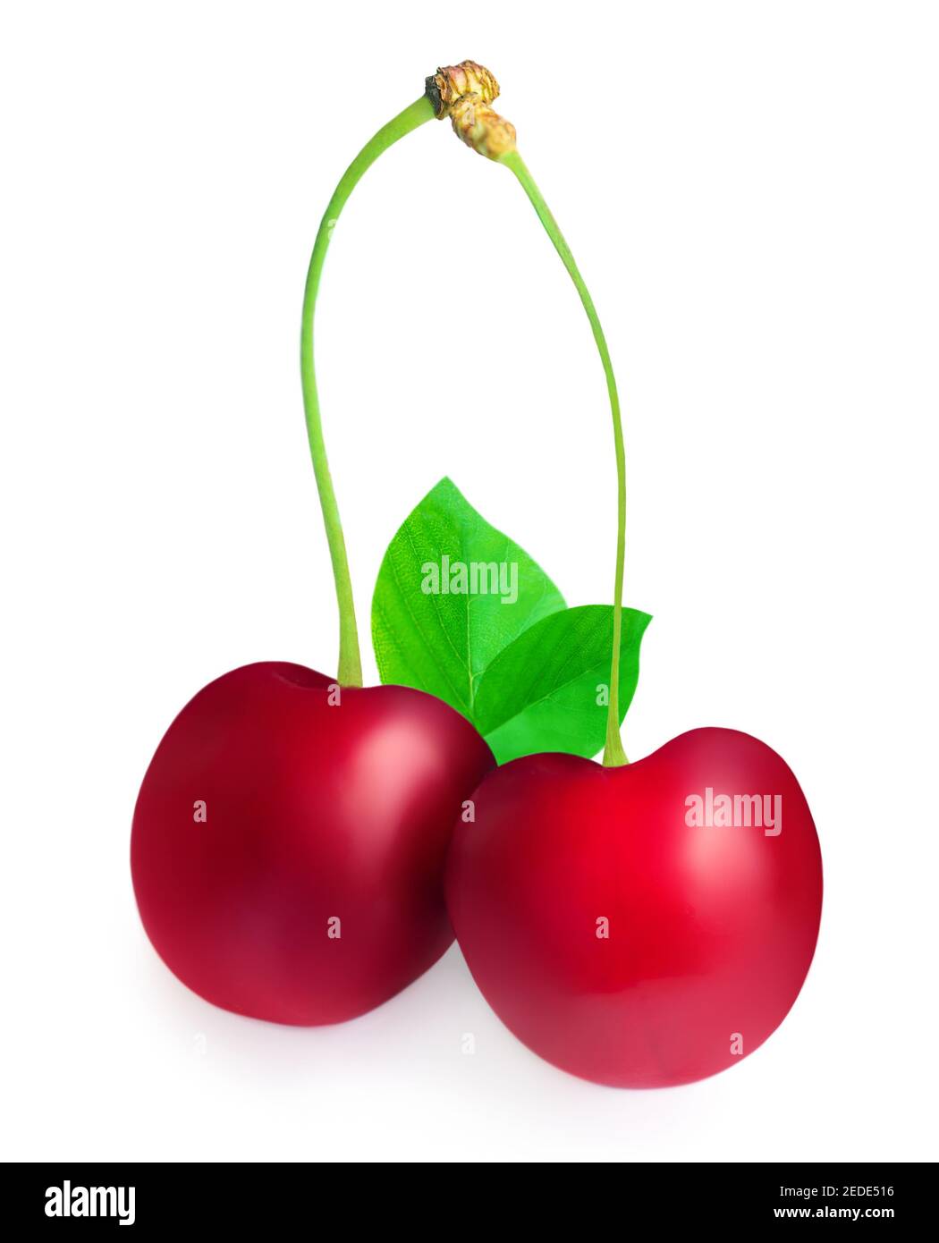 Cherry isolated on white background. Cherries with leaves and stems ...