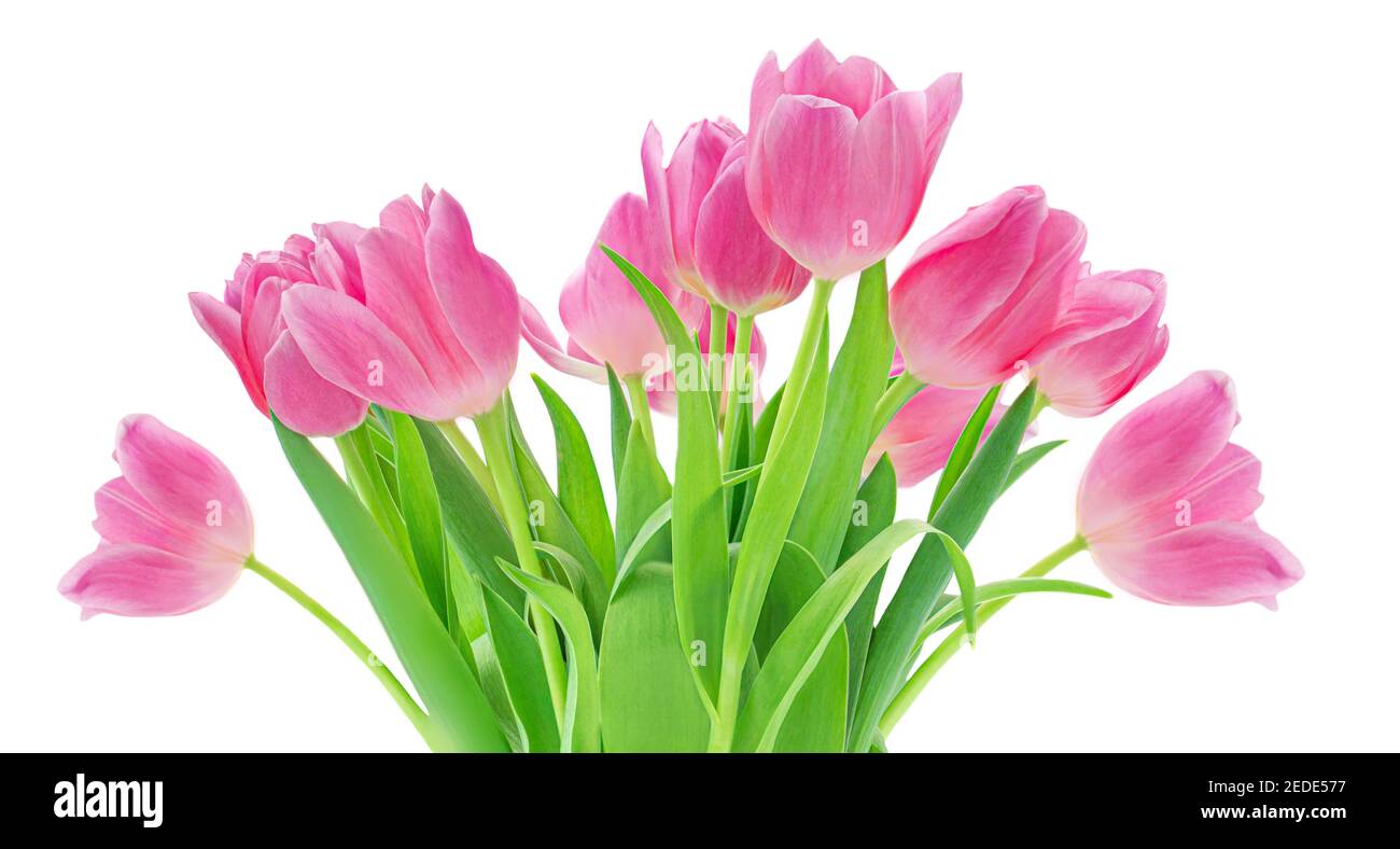 Easter Tulips Clip Art