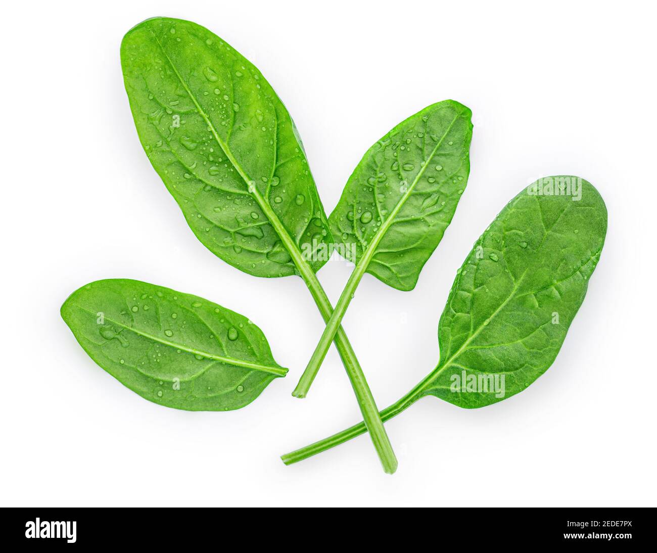 Baby Spinach leaves isolated on white background. Various Spinach Macro ...