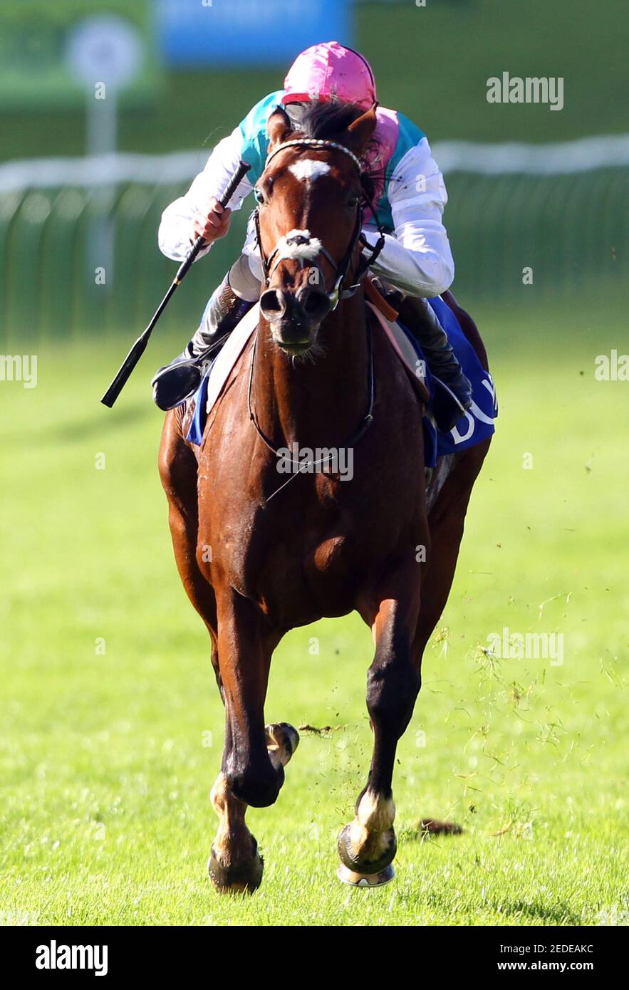 Frankel Horse High Resolution Stock Photography and Images - Alamy