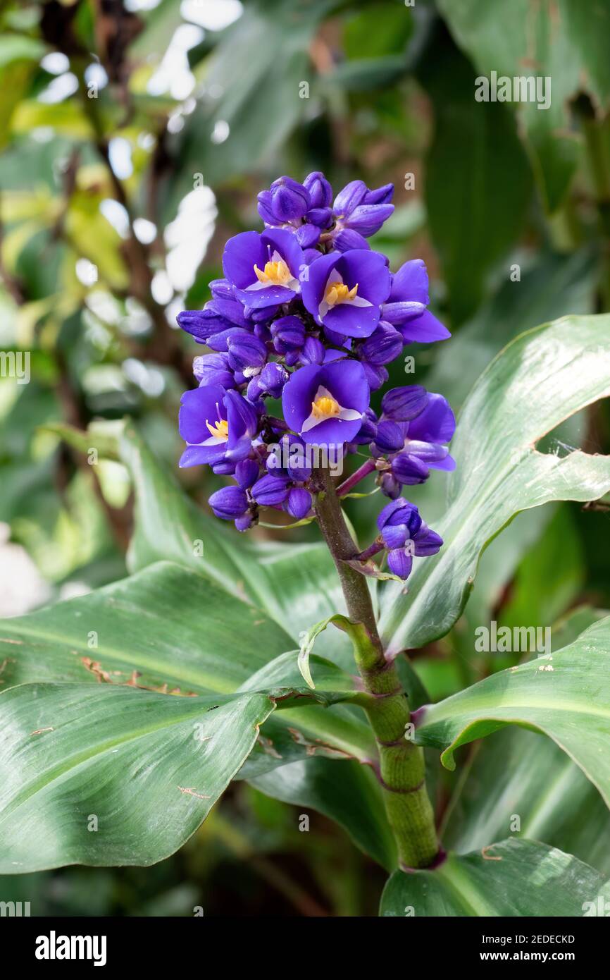 Close up Bunch of Violet Flowers Isolated on Nature Background Stock ...