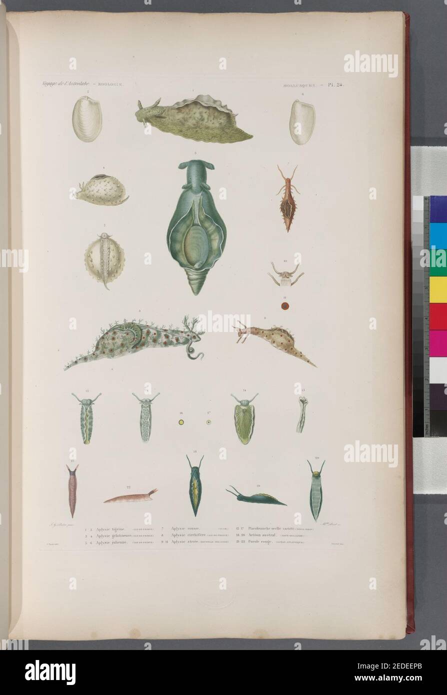 Tigrine hi-res stock photography and images - Alamy