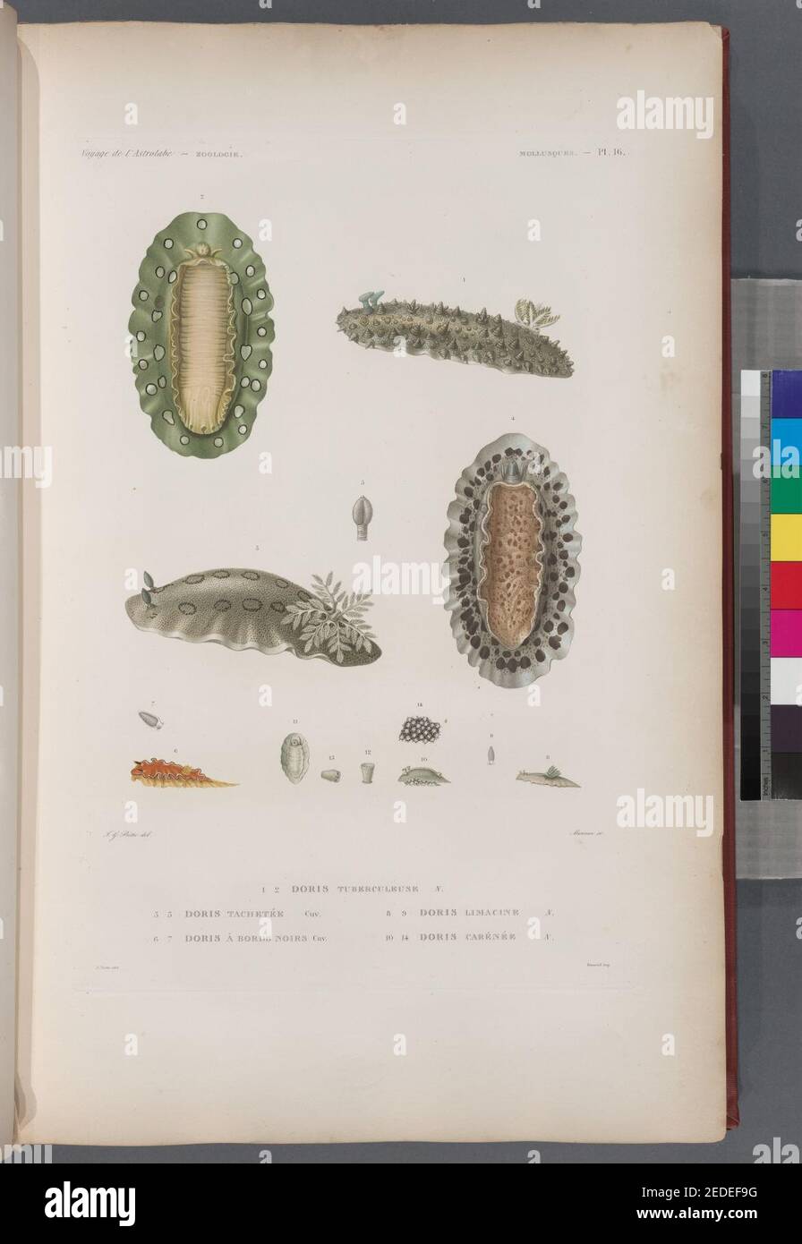 Limacine hi-res stock photography and images - Alamy