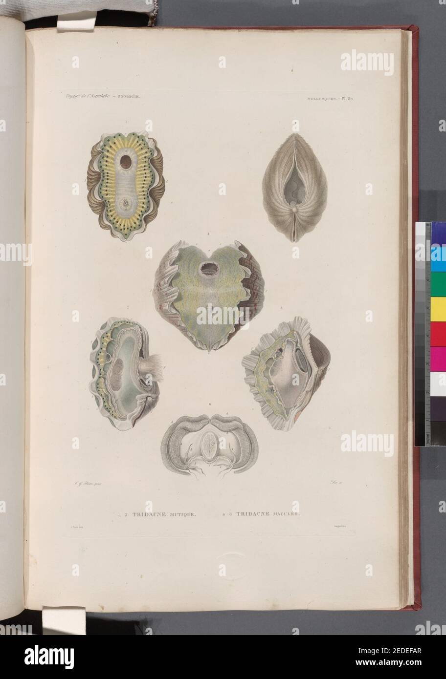 Mollusques- 1.- 3. Tridacne mutique; 4.- 6. Tridacne maculée Stock ...