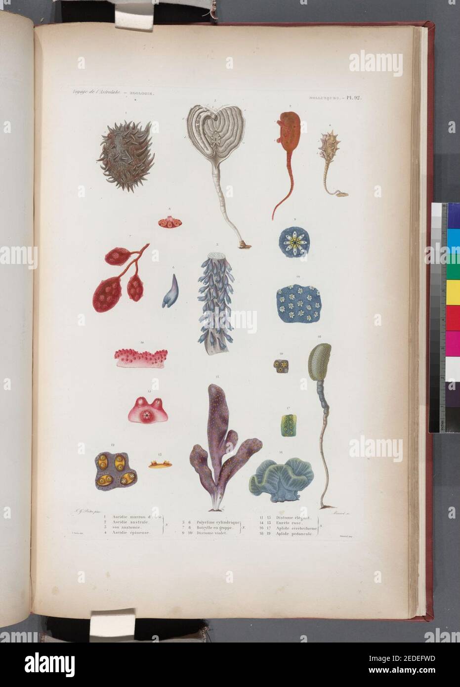 Dinde n hi-res stock photography and images - Alamy