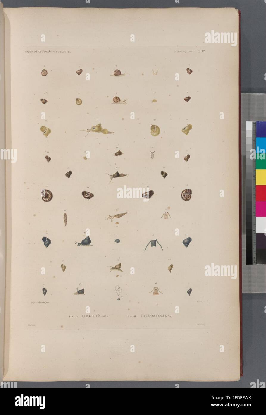 Cyclostomes hi-res stock photography and images - Alamy