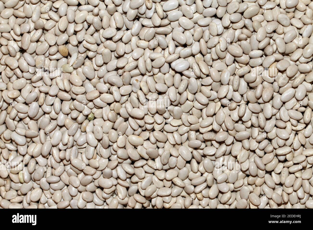 Healthy and Fresh Raw Food White Bean Close Up Stock Photo - Alamy