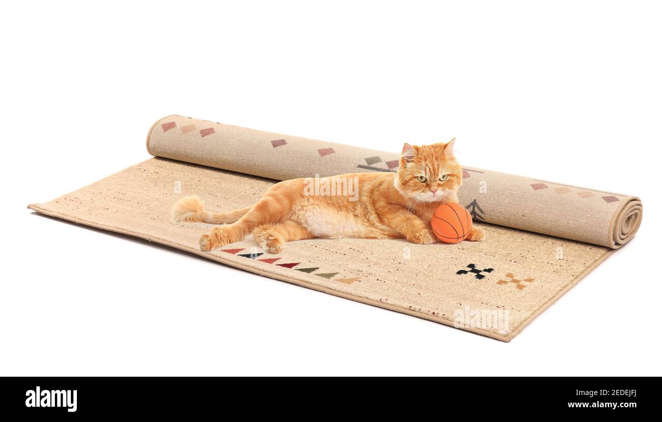 Cute red Persian cat lying on soft carpet against white background ...