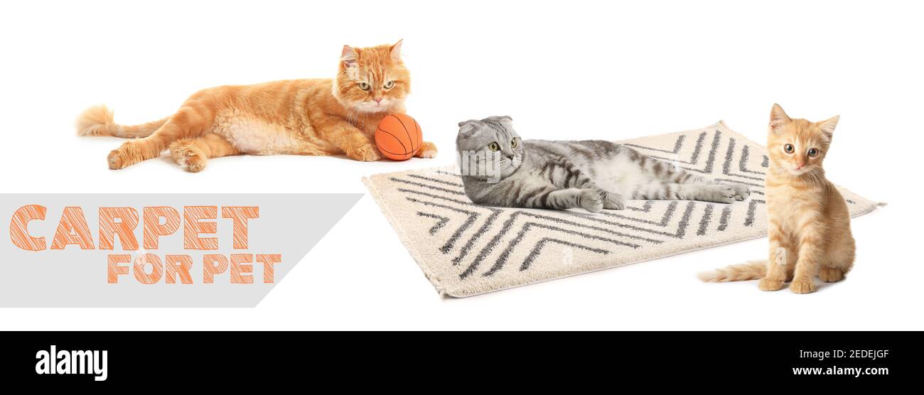 Cute cats and soft carpet for pets on white background Stock Photo - Alamy