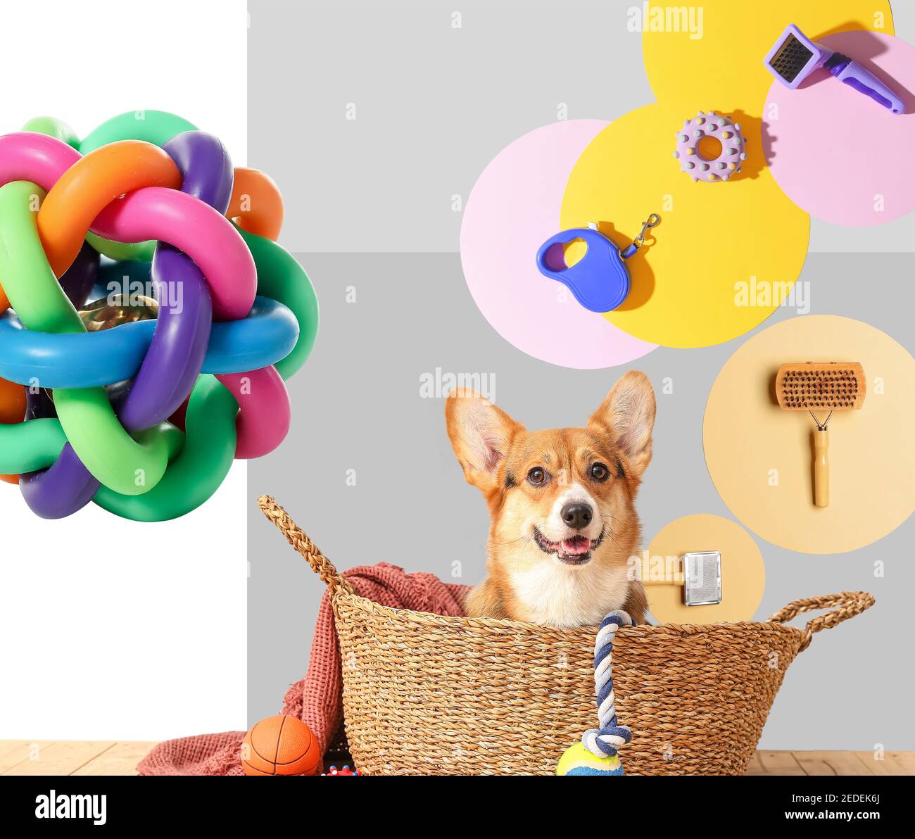 Collage of cute dog in basket and with different pet accessories Stock ...