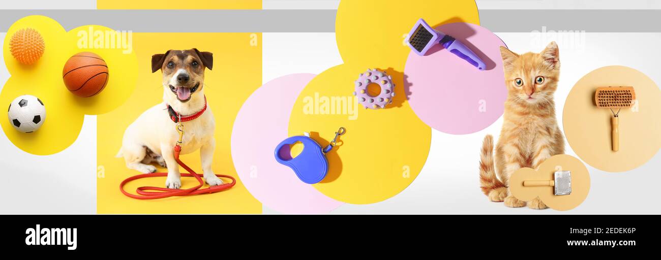 Collage of cute cat and dog with pet accessories on color background ...