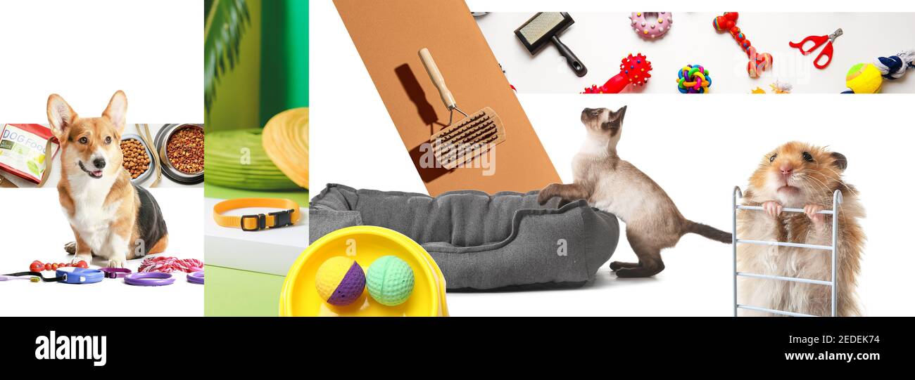 Collage of cute animals with different pet accessories on white ...