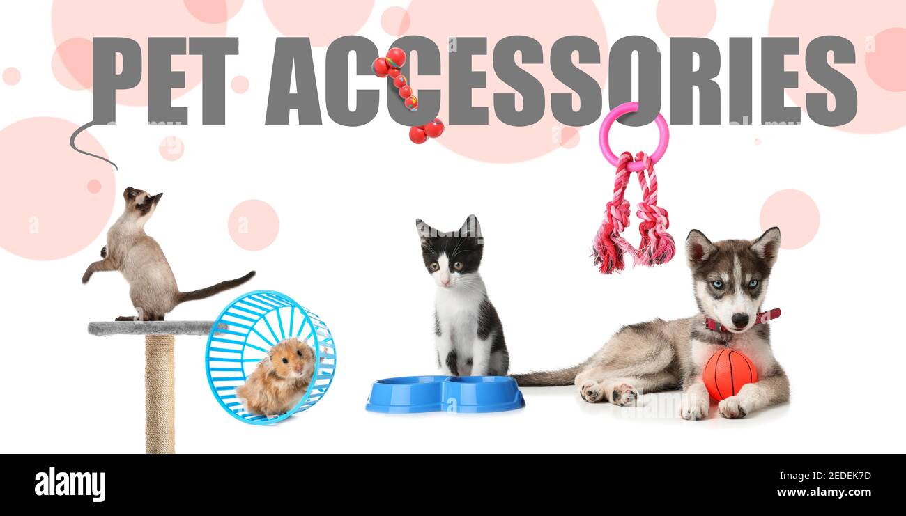 What Is Pet Accessories at Christopher Carr-boyd blog
