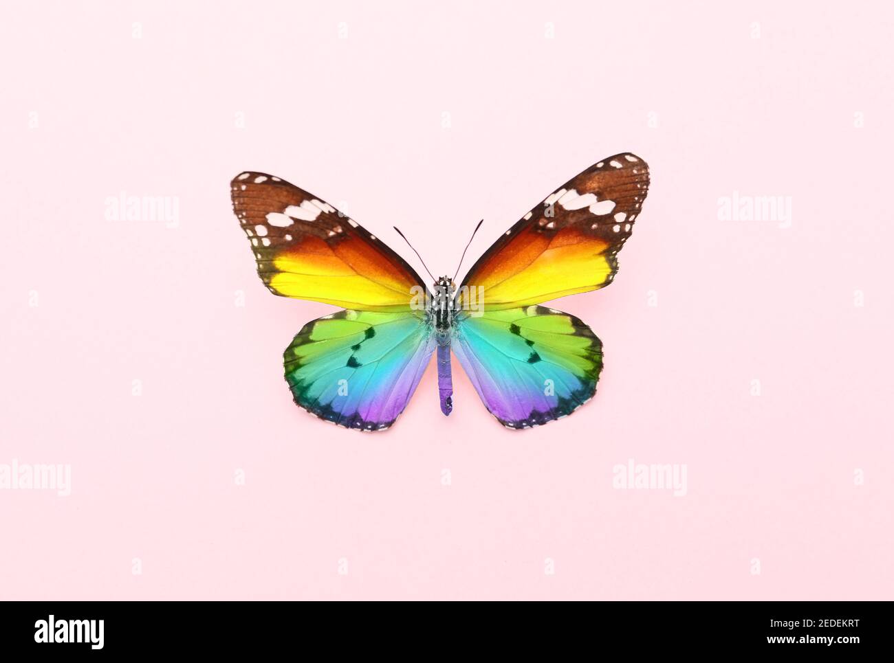 Rainbow Butterfly High Resolution Stock Photography and Images - Alamy
