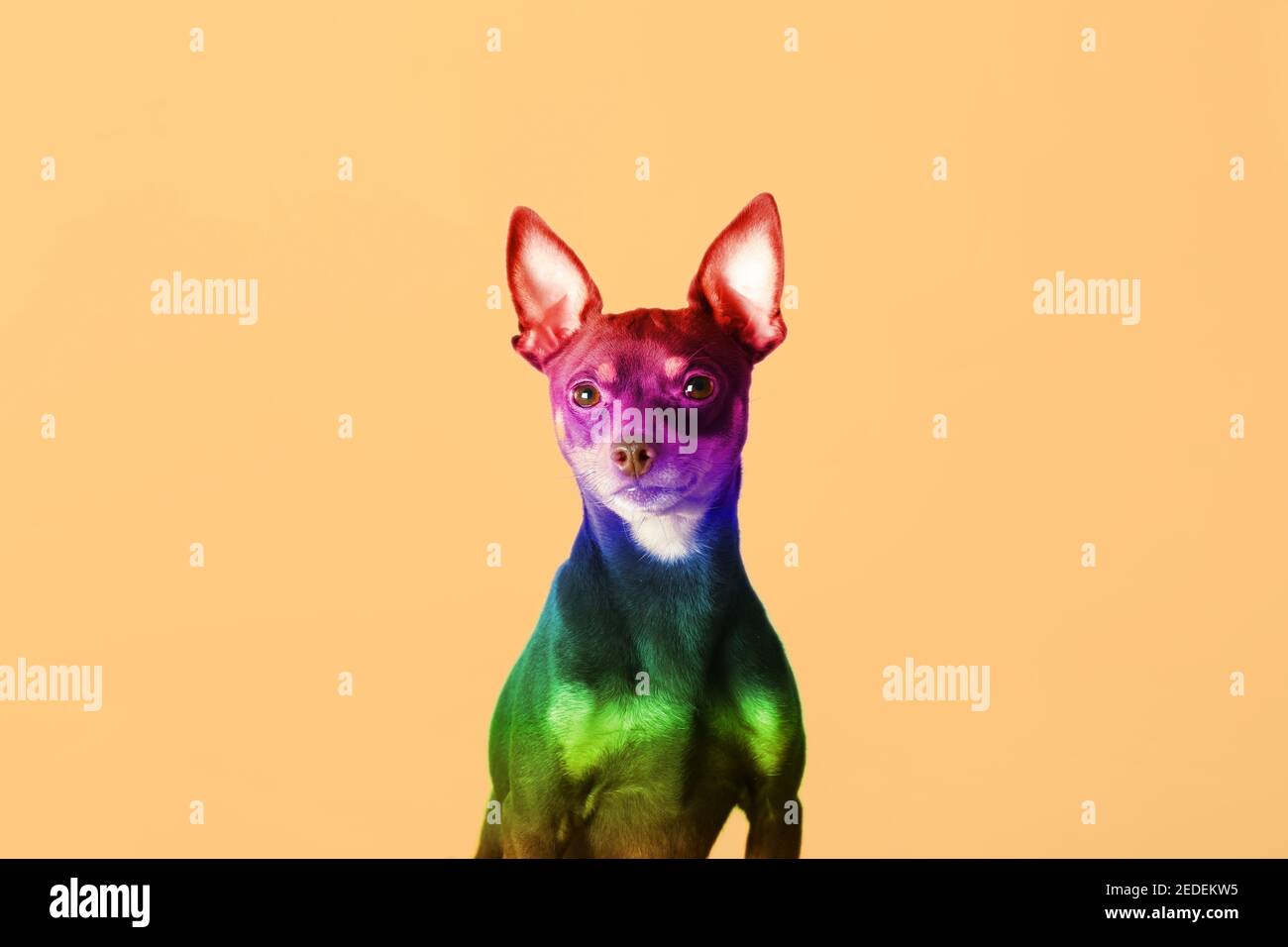 Cute rainbow colored dog on yellow background Stock Photo - Alamy