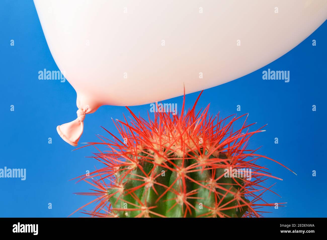 Cactus and air balloon on color background Stock Photo - Alamy
