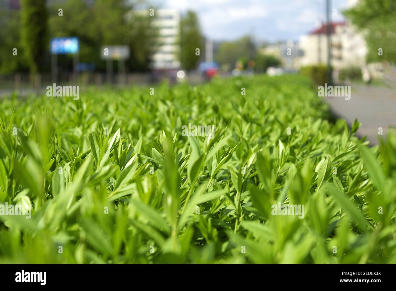 Green bushes on city streets and with space for text use space ...