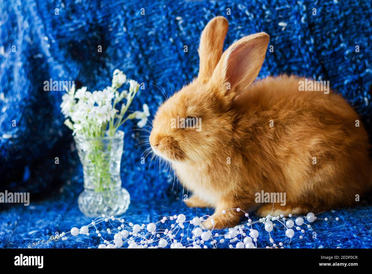 Cute fluffy ginger rabbit on a blue knitted background with a bouquet ...