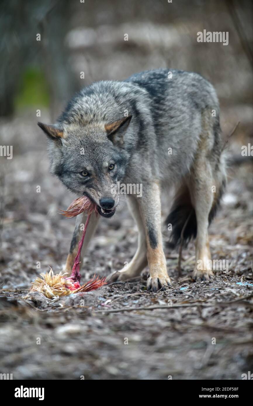 Close up wolf eat chicken in forest background. Animal in the nature ...