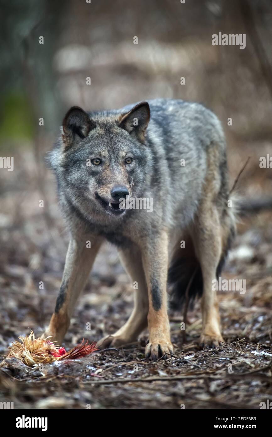Close up wolf eat chicken in forest background. Animal in the nature ...