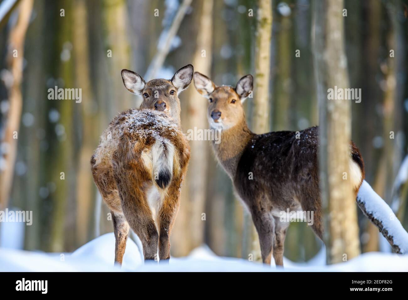 Roe deer in the winter forest. Animal in natural habitat. Wildlife ...