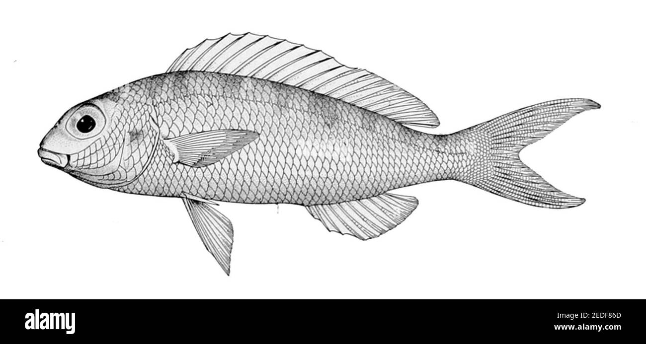 Nemipterus hi-res stock photography and images - Alamy