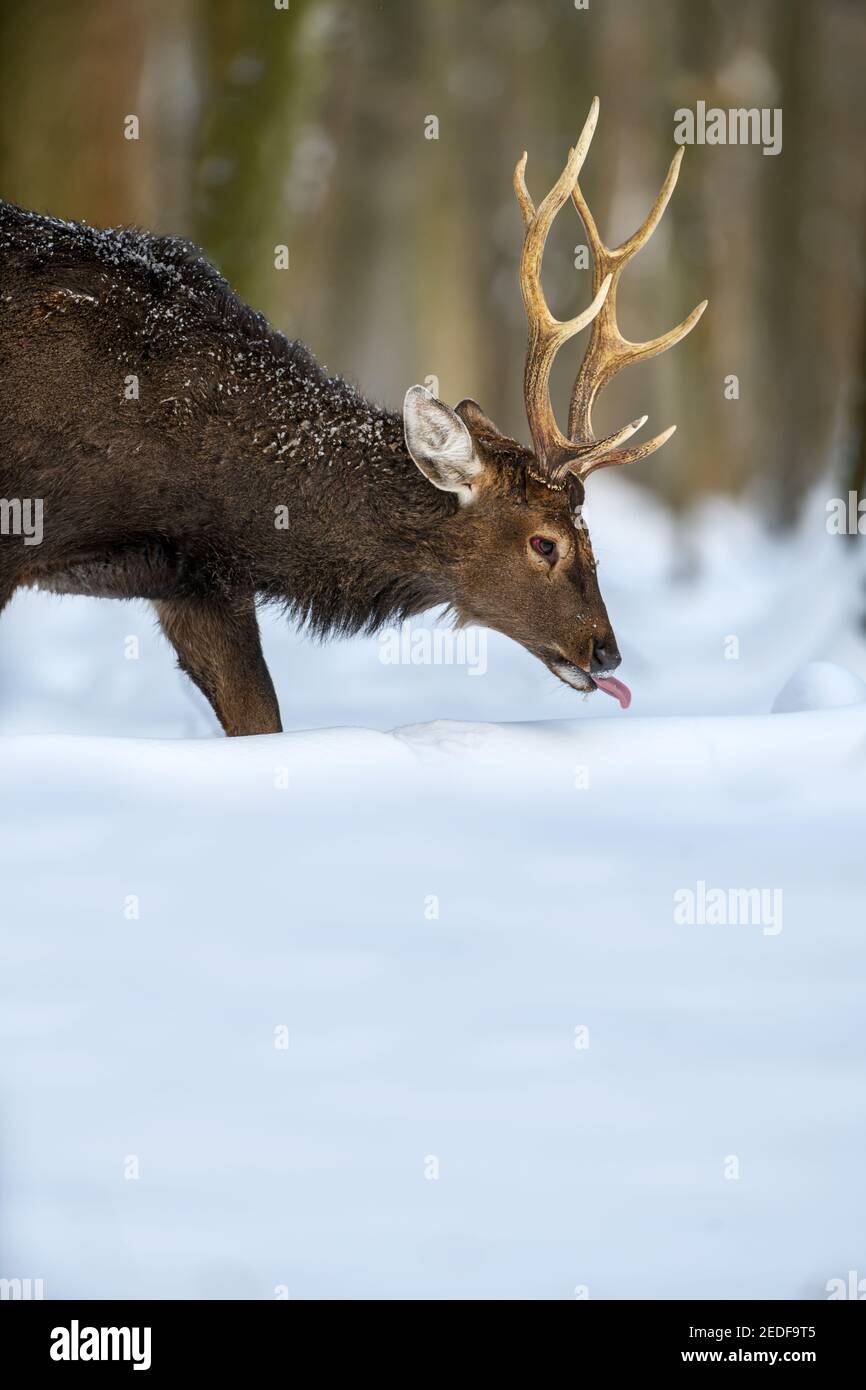 Male roe deer in the winter forest. Animal in natural habitat. Wildlife ...