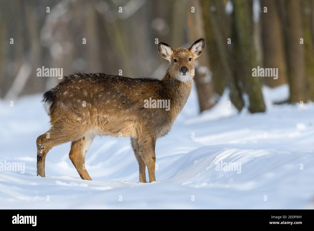 Roe deer in the winter forest. Animal in natural habitat. Wildlife ...
