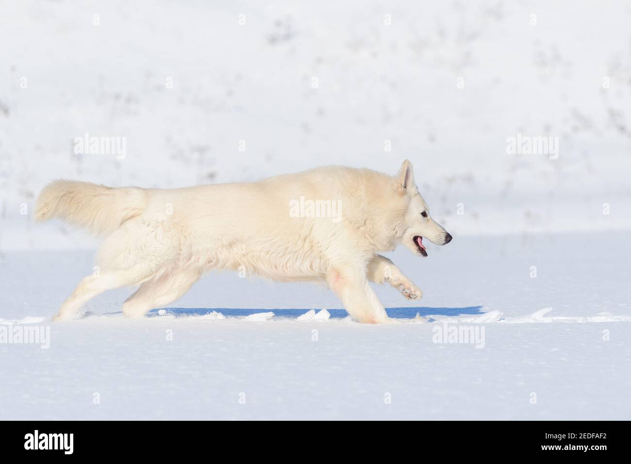 Canadian shepherd dog hi-res stock photography and images - Alamy