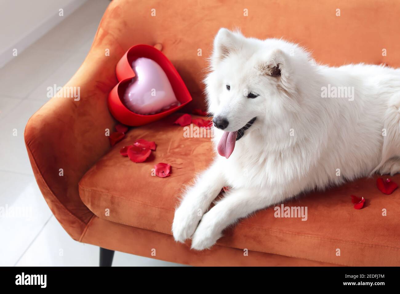 Cute Samoyed dog on sofa at home. Valentine's Day celebration Stock ...