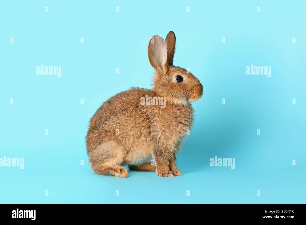 Cute fluffy rabbit on color background Stock Photo - Alamy