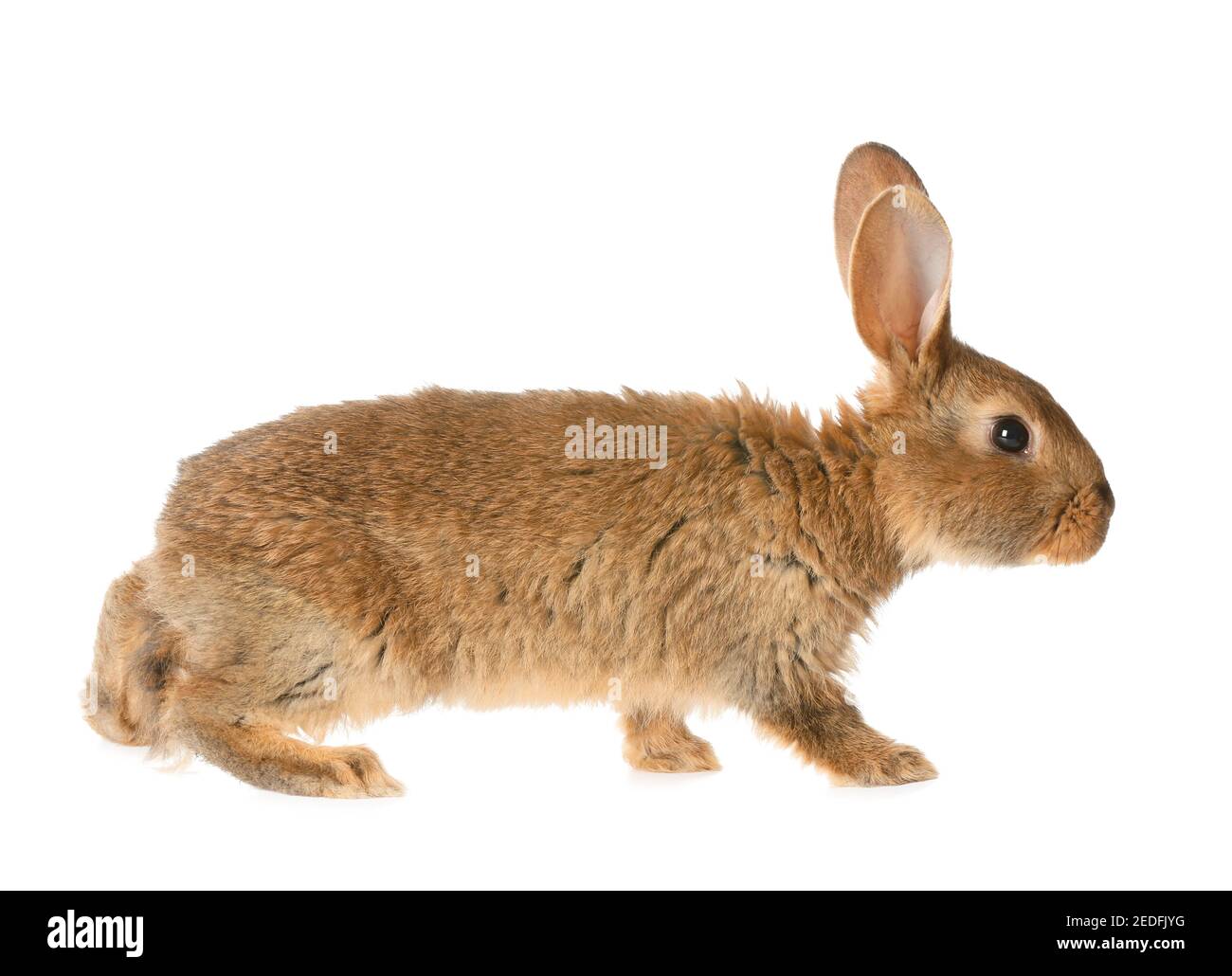 Cute fluffy rabbit on white background Stock Photo - Alamy