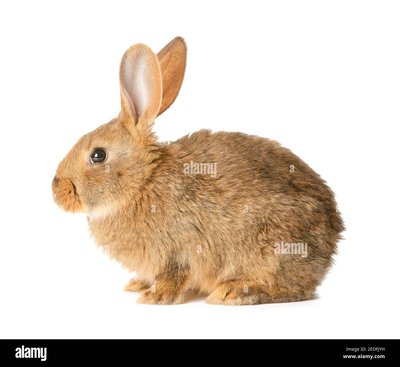 Cute fluffy rabbit on white background Stock Photo - Alamy