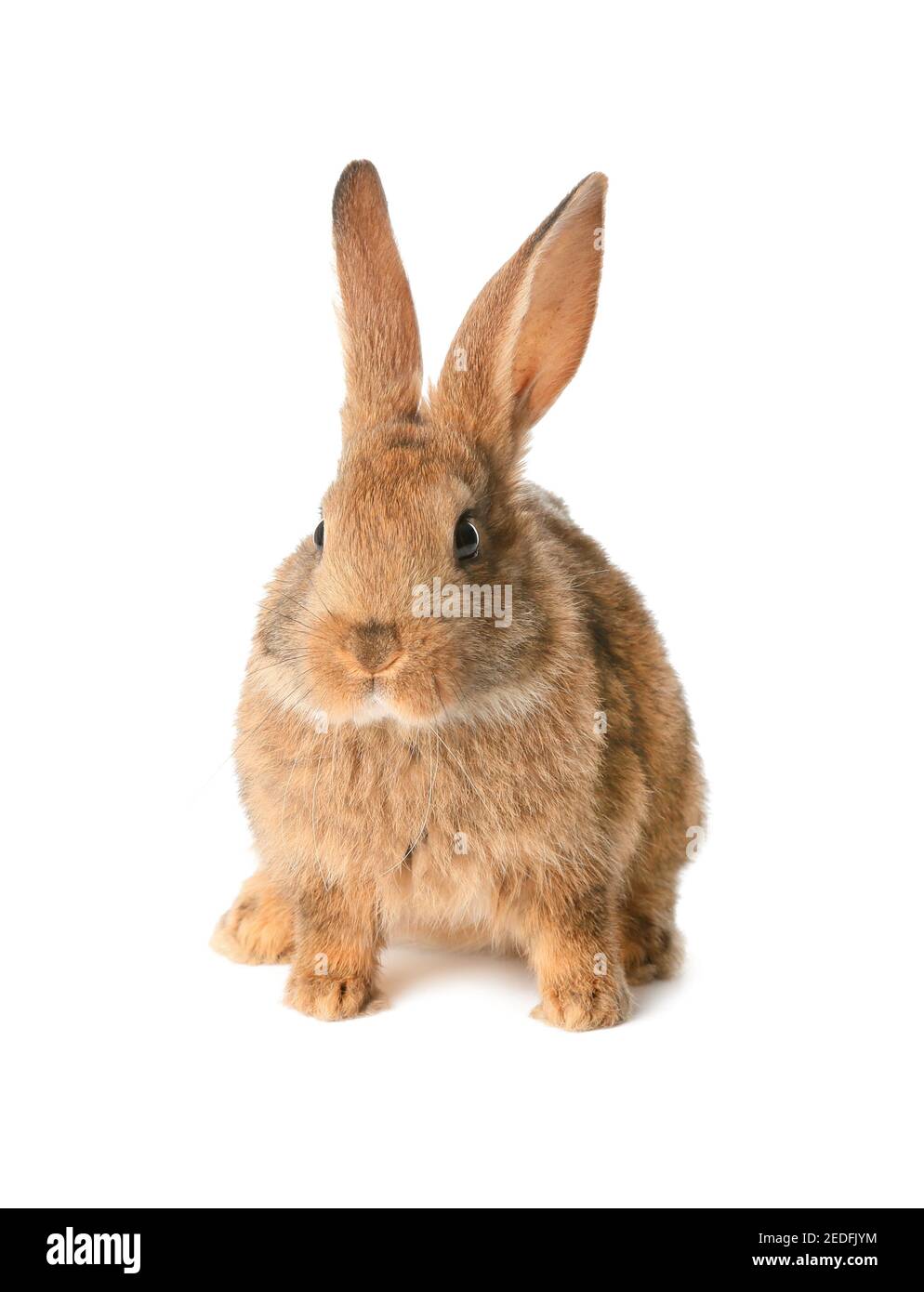 Cute fluffy rabbit on white background Stock Photo - Alamy