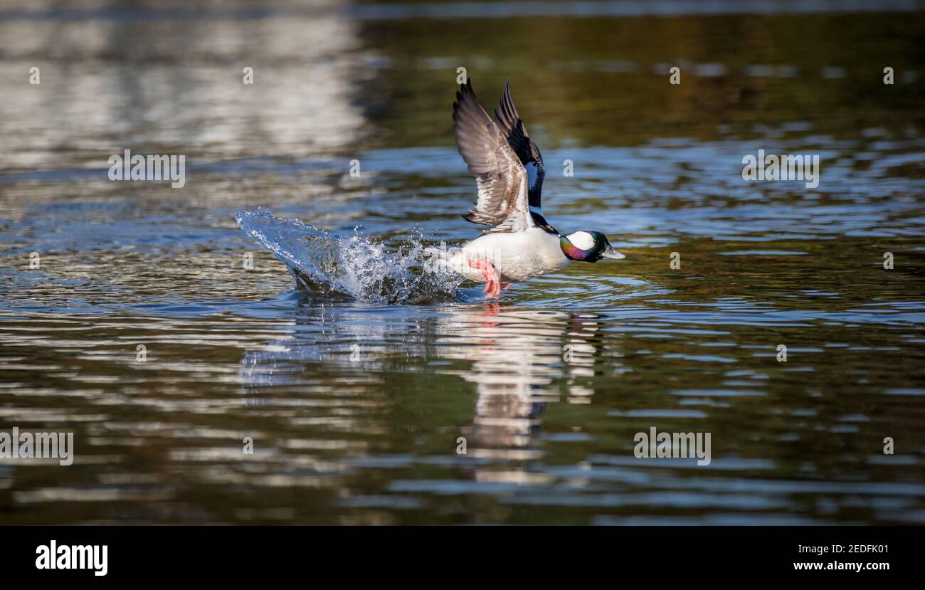 A male bufflehead diving duck " Bucephala albeola " fly's off the water ...