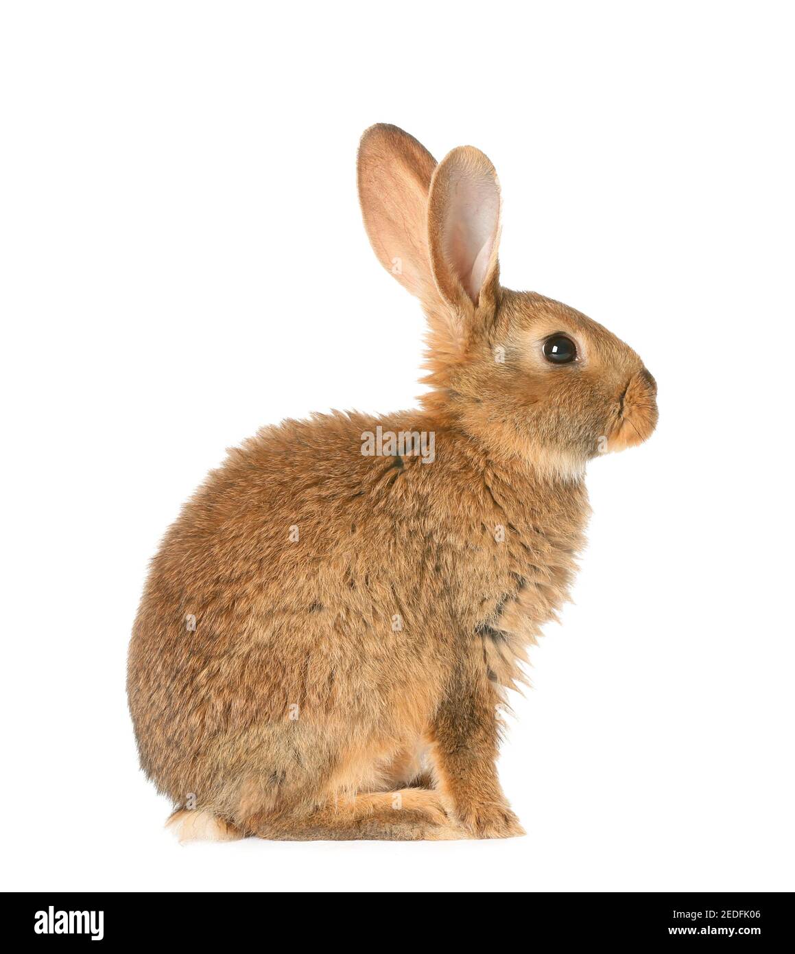 Cute fluffy rabbit on white background Stock Photo - Alamy