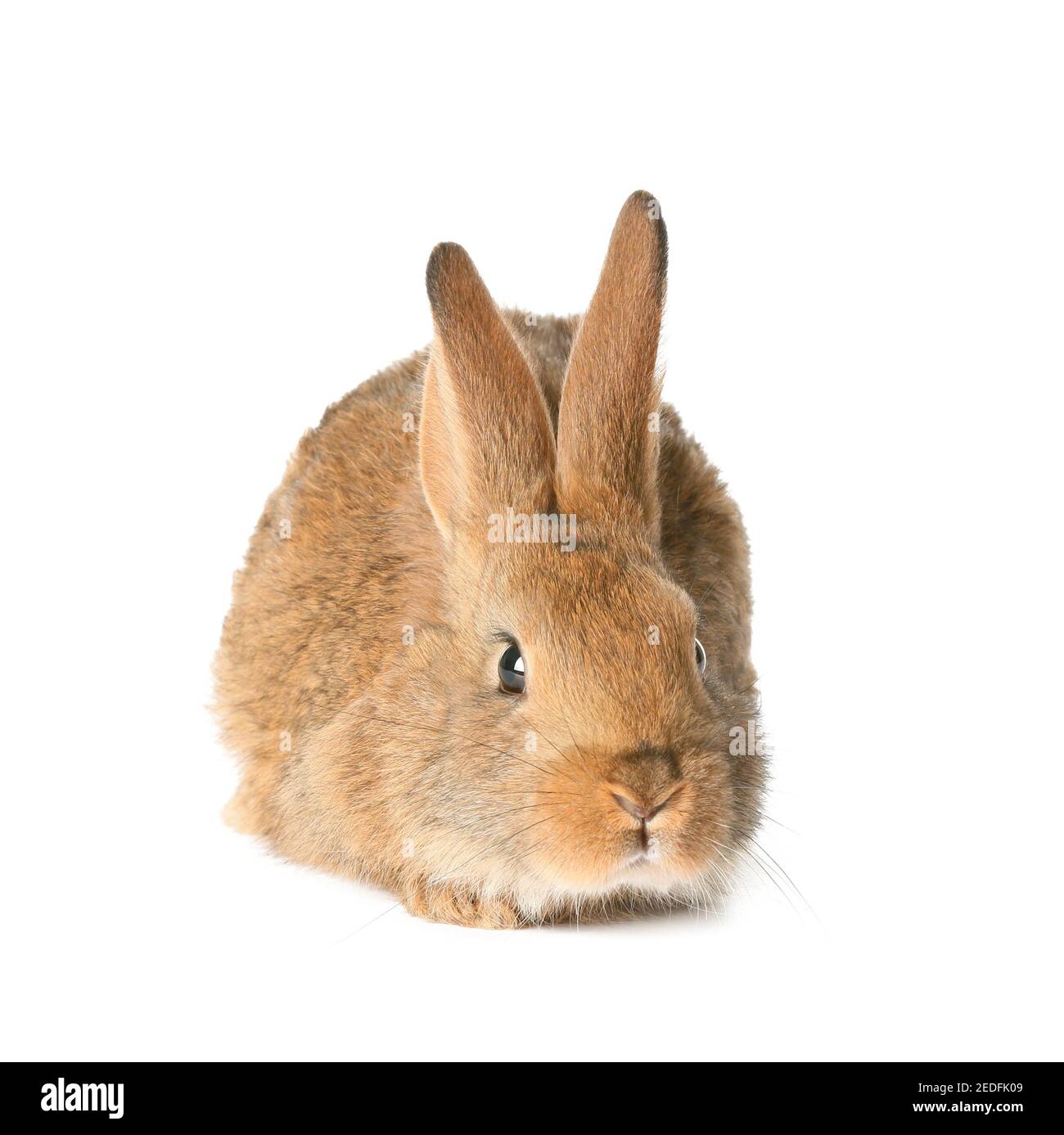Cute fluffy rabbit on white background Stock Photo - Alamy