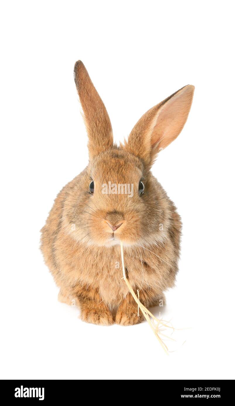 Cute fluffy rabbit on white background Stock Photo - Alamy
