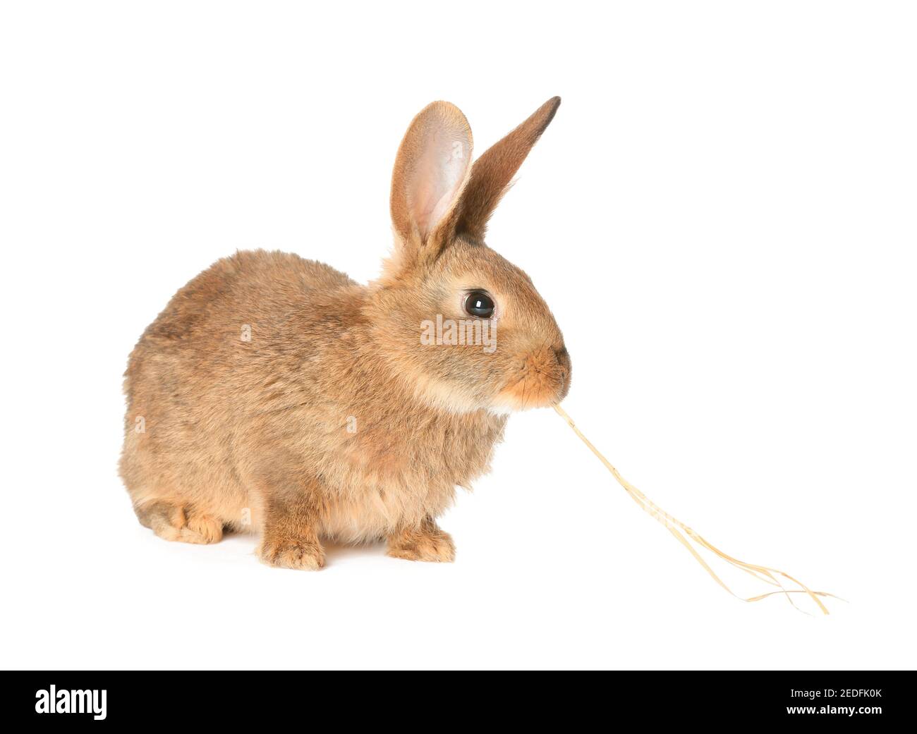 Cute fluffy rabbit on white background Stock Photo - Alamy