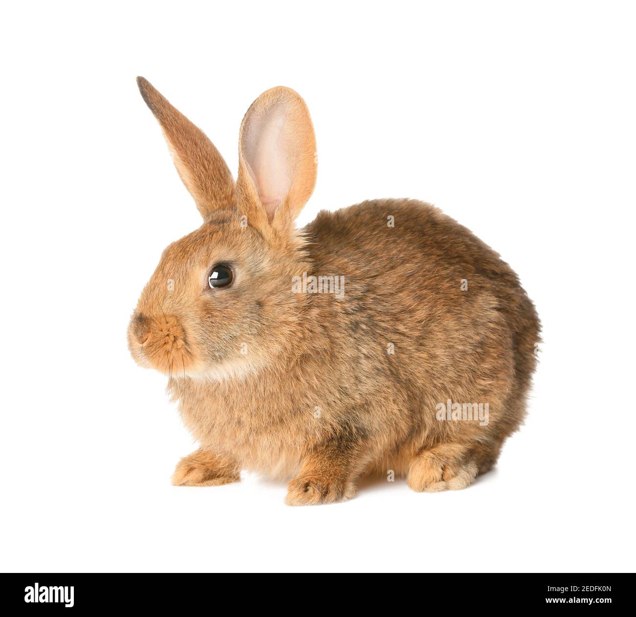 Cute fluffy rabbit on white background Stock Photo - Alamy