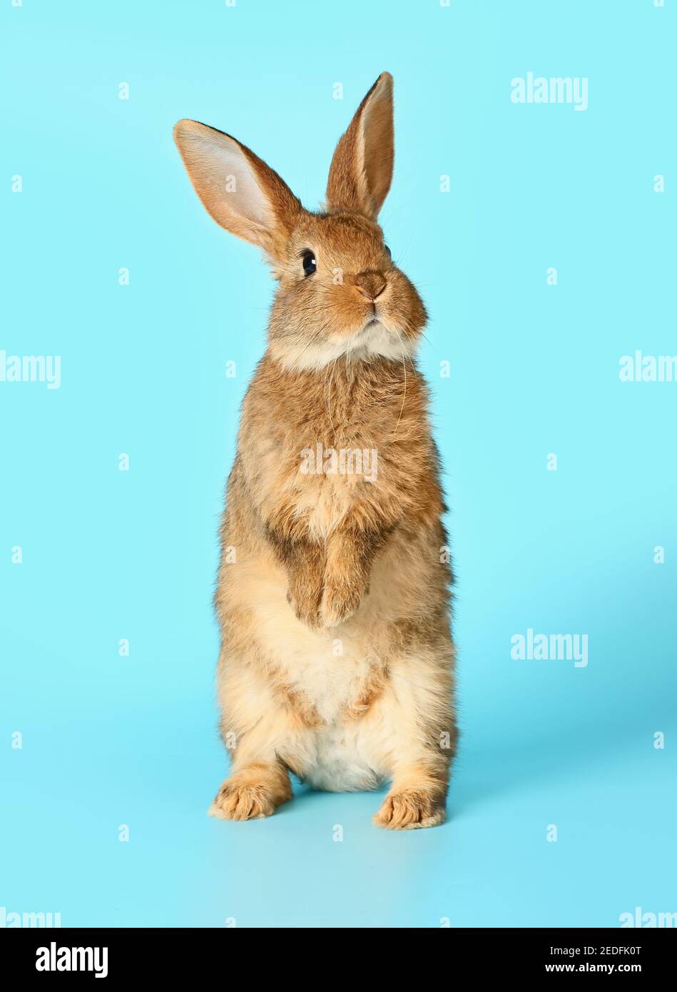 Cute fluffy rabbit on color background Stock Photo - Alamy